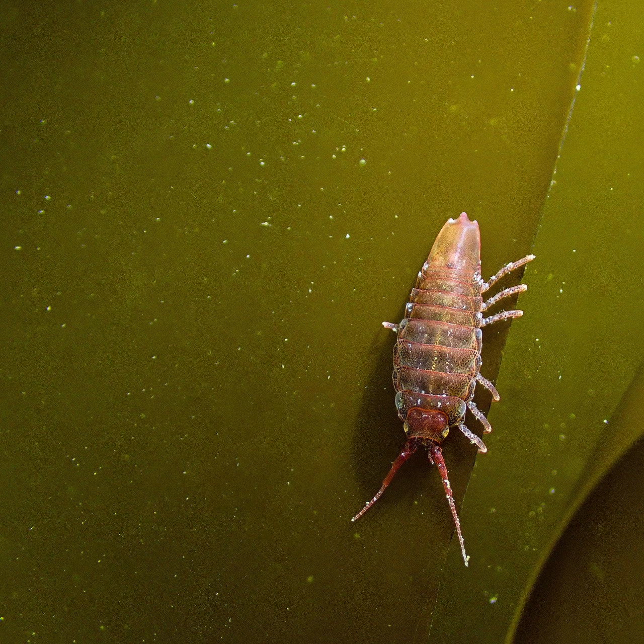3+ Free Wood-Louse & Wood Louse Images - Pixabay