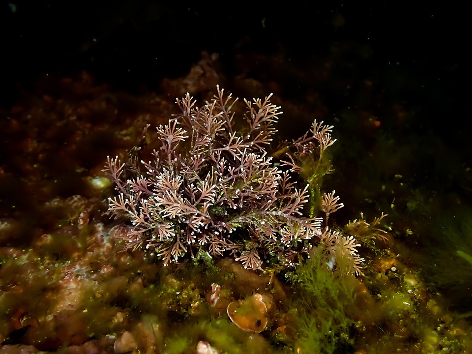Calcareous Algae Sea Algiers Red - Free photo on Pixabay - Pixabay