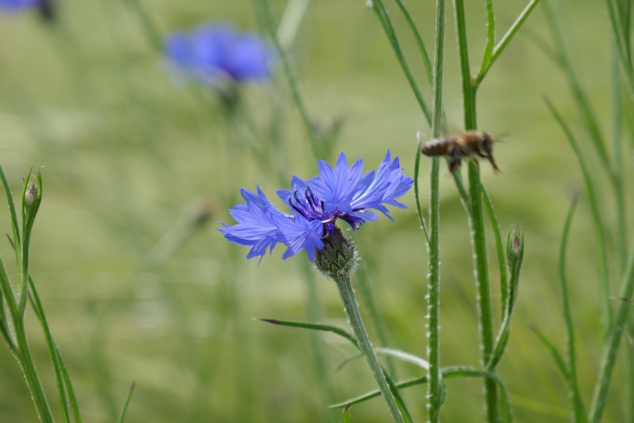 100+ Free Insect Farm & Nature Images - Pixabay