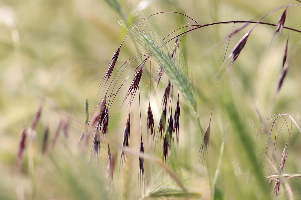 Grasses Summer Nature - Free photo on Pixabay - Pixabay
