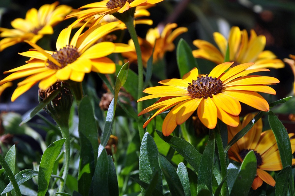 Flores Naturaleza Flora - Foto gratis en Pixabay - Pixabay
