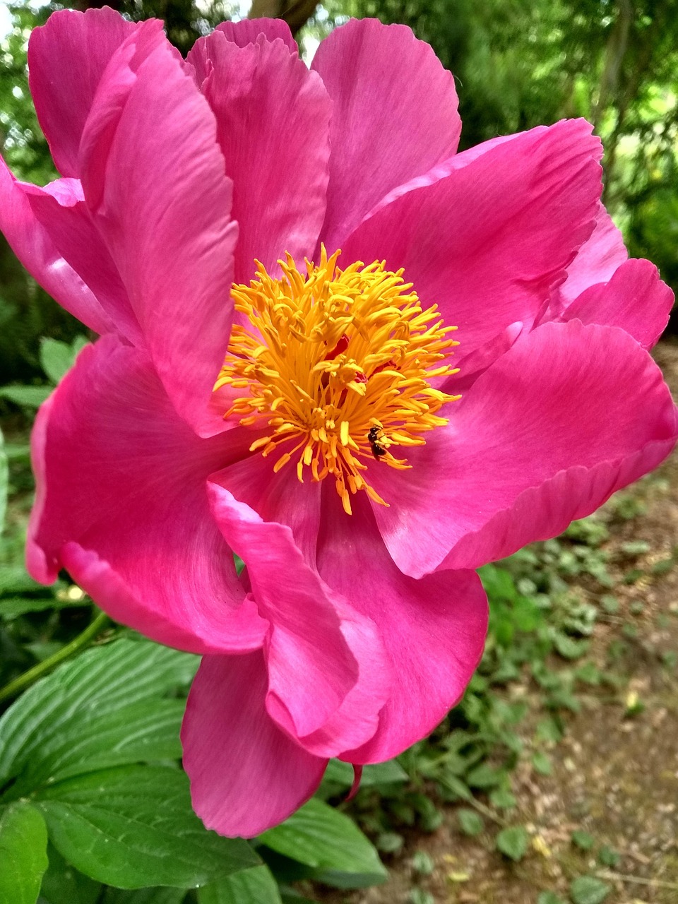 Fleur Pivoine Fleurir - Photo gratuite sur Pixabay - Pixabay