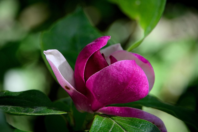 Flourished Spring To Flourish - Free photo on Pixabay - Pixabay