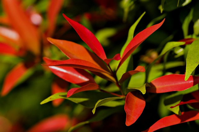 Syzygium Myrtifolium Plant Nature - Free photo on Pixabay - Pixabay