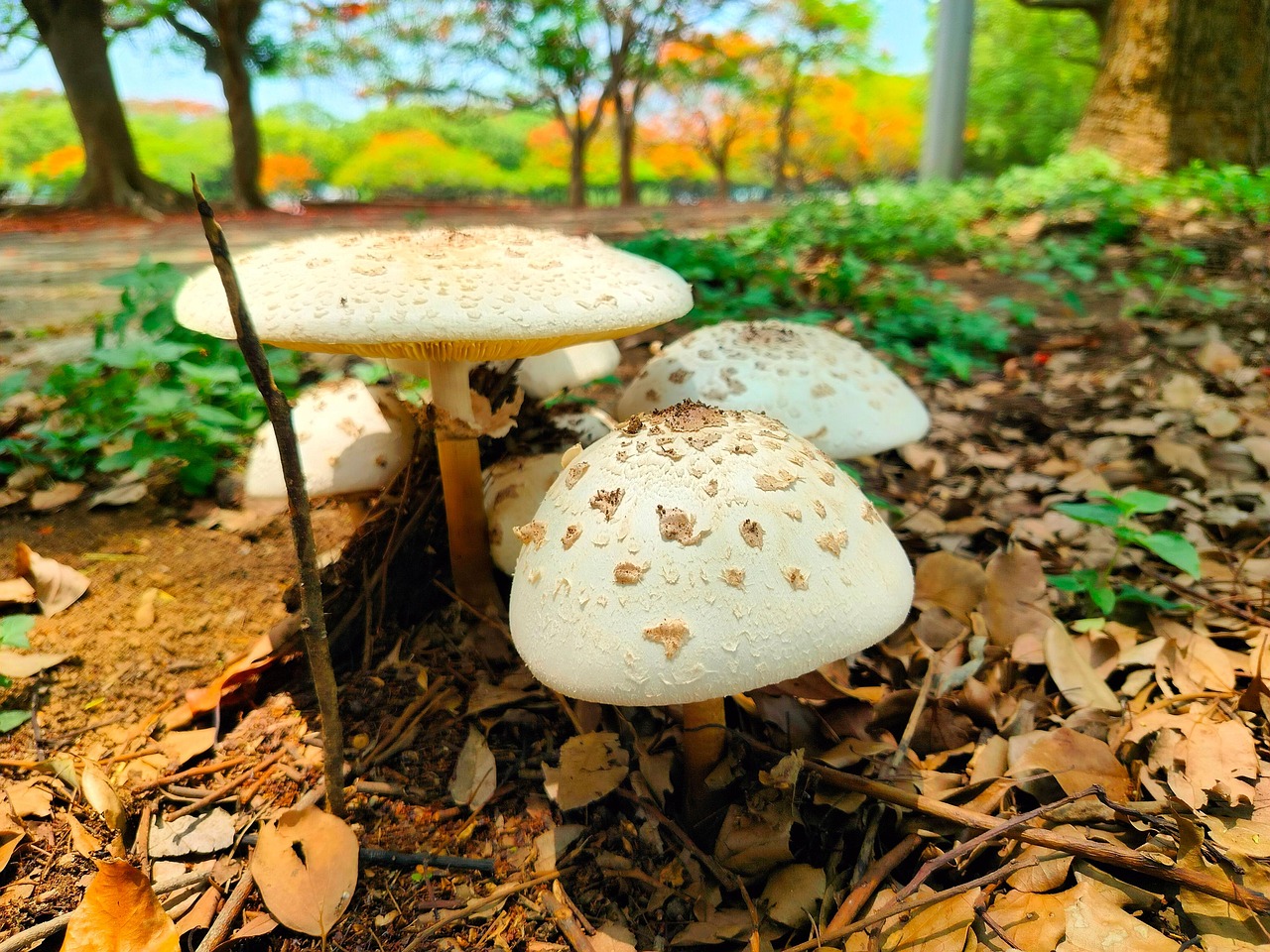 Champignon Naturel Automne - Photo gratuite sur Pixabay - Pixabay