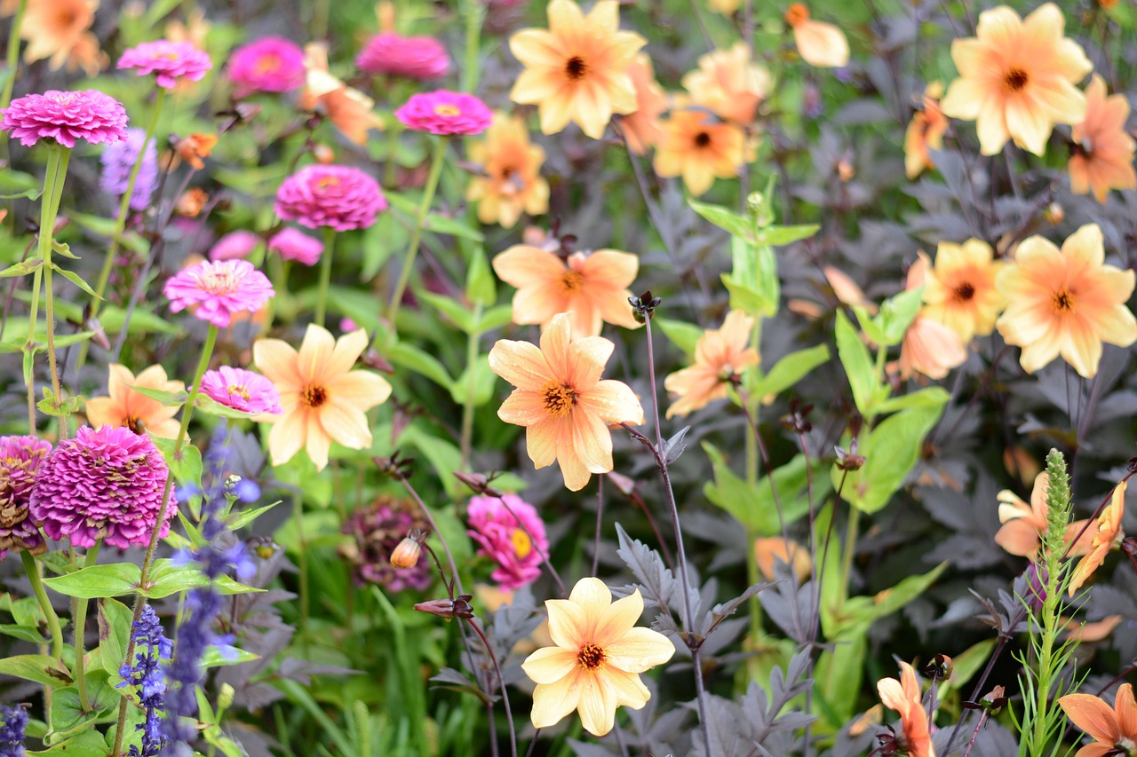 Blume Blumen Sommer - Kostenloses Foto auf Pixabay