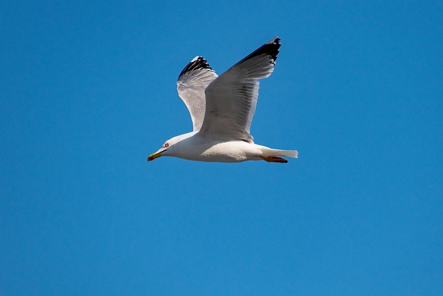 Mouette En Volant Ailes - Photo gratuite sur Pixabay - Pixabay