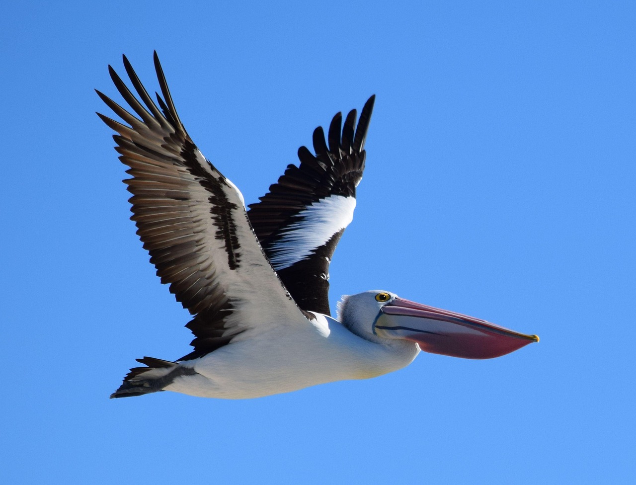 Bird Pelican Yellow Eyed - Free photo on Pixabay - Pixabay