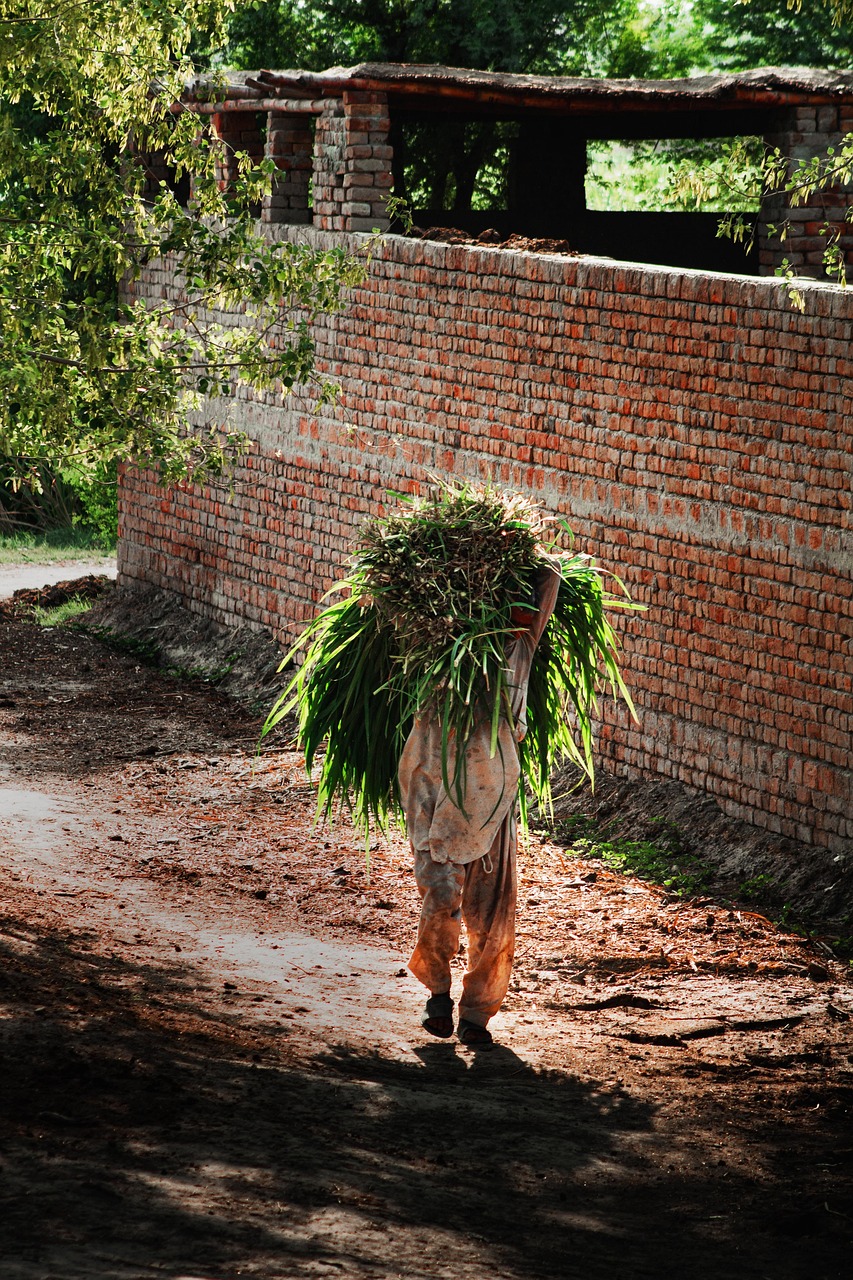 Homem Trabalho Agricultor - Foto gratuita no Pixabay - Pixabay