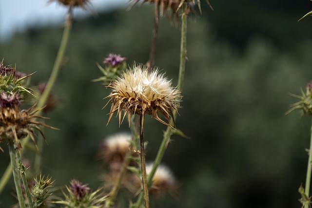 Cardo De Leche Silybum - Foto gratis en Pixabay - Pixabay