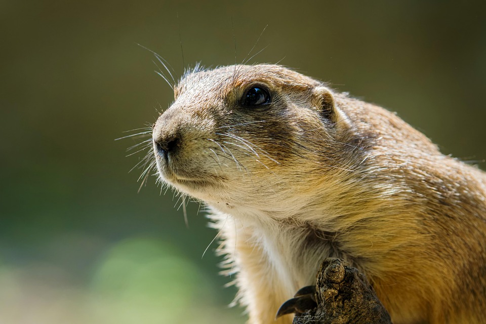 Prairie Dog Rodent Animal - Free photo on Pixabay - Pixabay