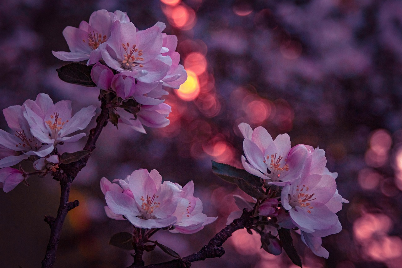 Fleur Bloom Arbre Le Coucher Du - Photo gratuite sur Pixabay - Pixabay