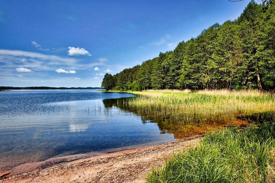 Lake Shore Forest - Free photo on Pixabay