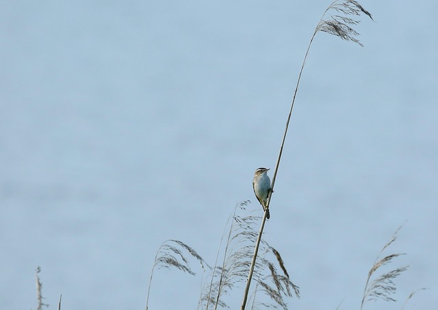 Bird Reed Warbler Migratory - Free photo on Pixabay - Pixabay