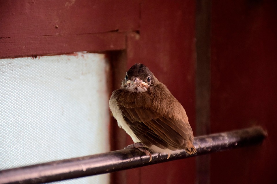 Oiseau Bébé Le Bec - Photo gratuite sur Pixabay - Pixabay