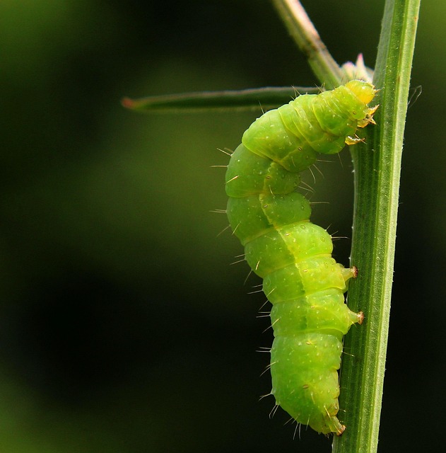 Chenille Larve Insecte - Photo gratuite sur Pixabay - Pixabay