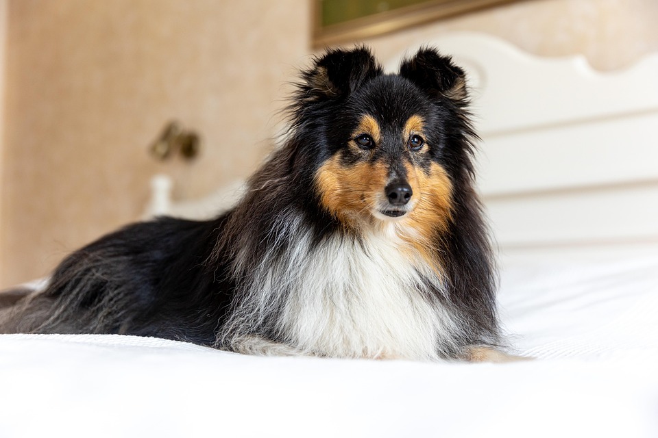 Sheltie Dog Pet - Free photo on Pixabay - Pixabay