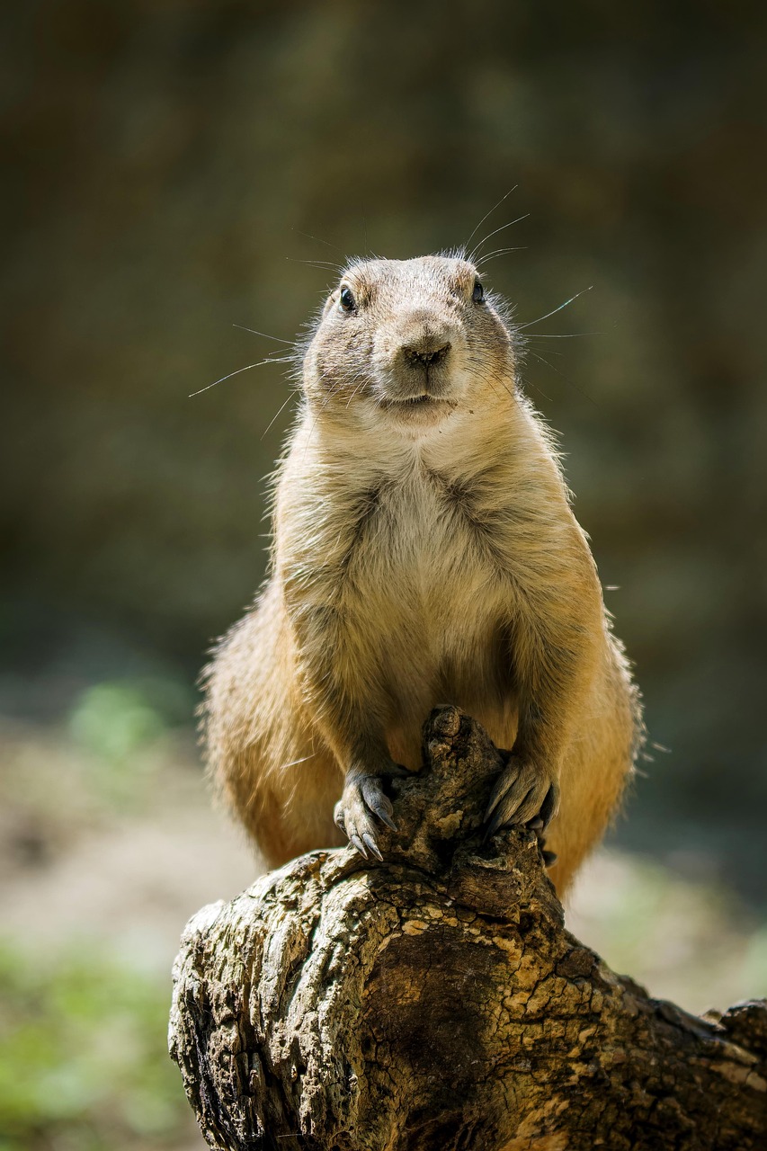 Prairie Dog Mammal Rodent - Free photo on Pixabay - Pixabay