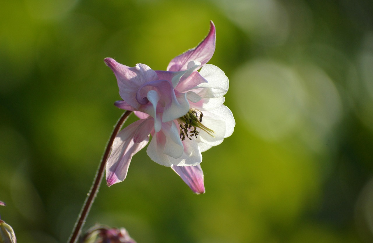 Plus de 500 images de Ancolie et de Nature - Pixabay