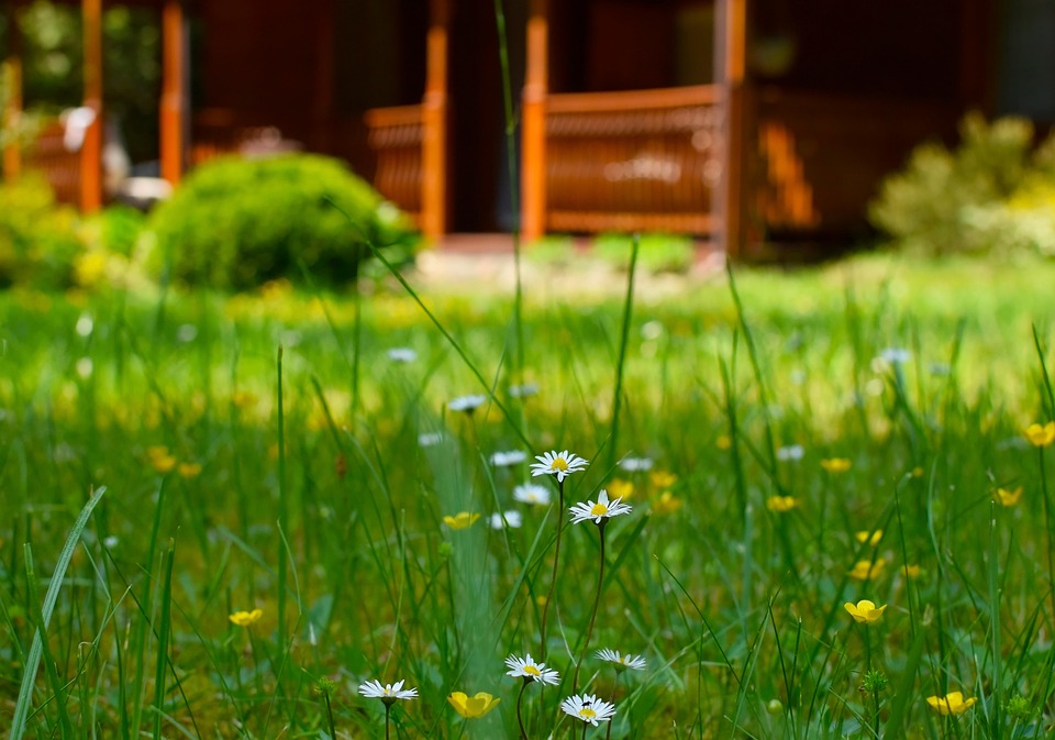Bunga-Bunga Rumput Kebun Musim - Foto gratis di Pixabay