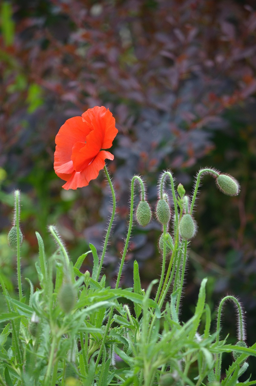 Mohn Blume Rot - Kostenloses Foto auf Pixabay - Pixabay