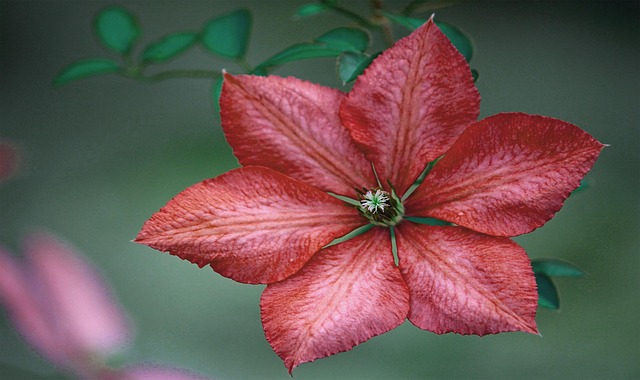 Merah Bunga Yang Menakjubkan - Foto gratis di Pixabay - Pixabay