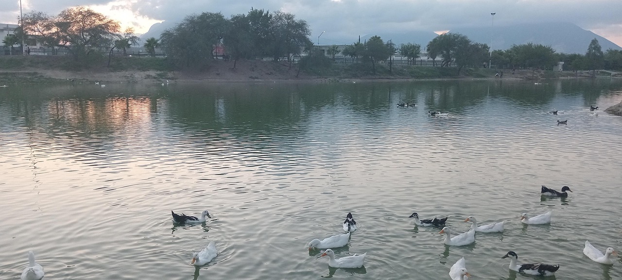 Natureza Patos Paisagem - Foto gratuita no Pixabay - Pixabay