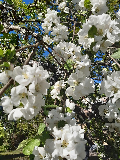 Apfelbaum Apfelblüte Blume - Kostenloses Foto auf Pixabay - Pixabay