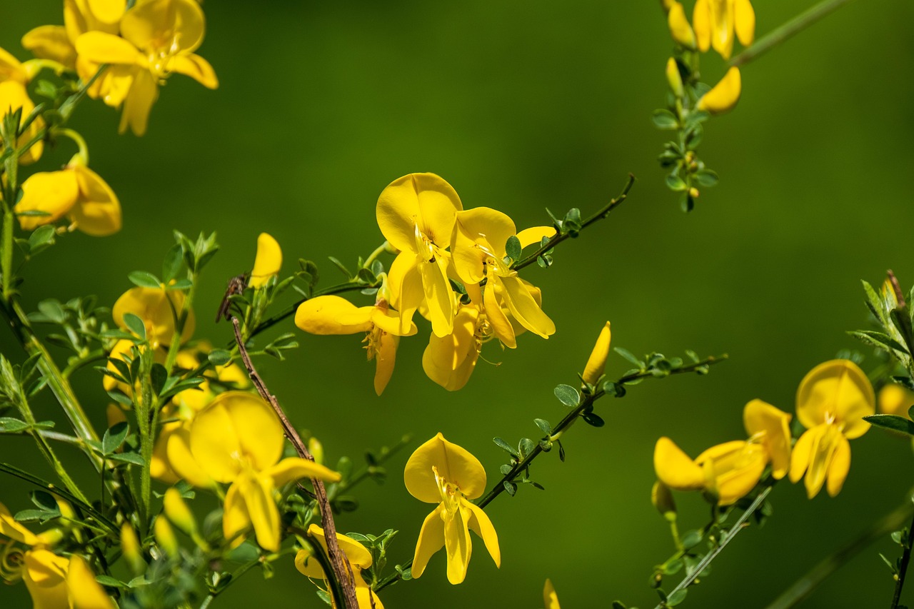 700+ Free Broom & Witch Images - Pixabay