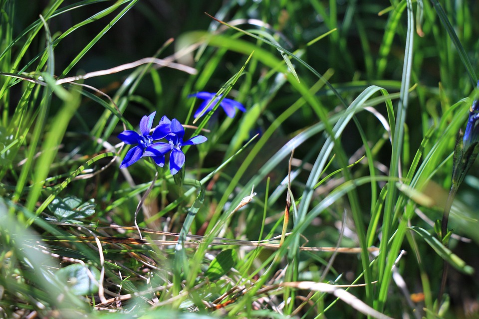 Gentian Bunga Alpine Gunung - Foto gratis di Pixabay - Pixabay