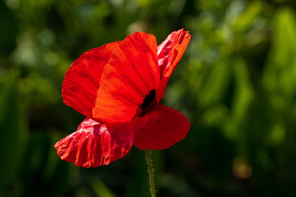 Flower Poppy Red Corn - Free photo on Pixabay - Pixabay