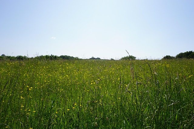 Wiese Blumen Feld - Kostenloses Foto auf Pixabay - Pixabay