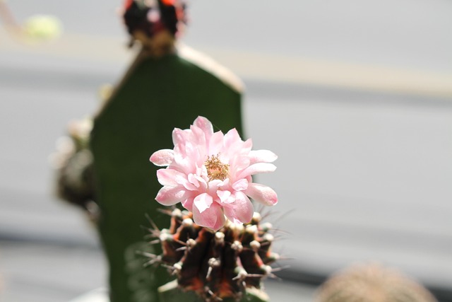Flower Bloom Cactus - Free photo on Pixabay - Pixabay