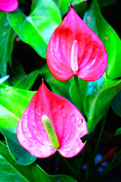 Anthurium Bunga Alam - Foto gratis di Pixabay - Pixabay