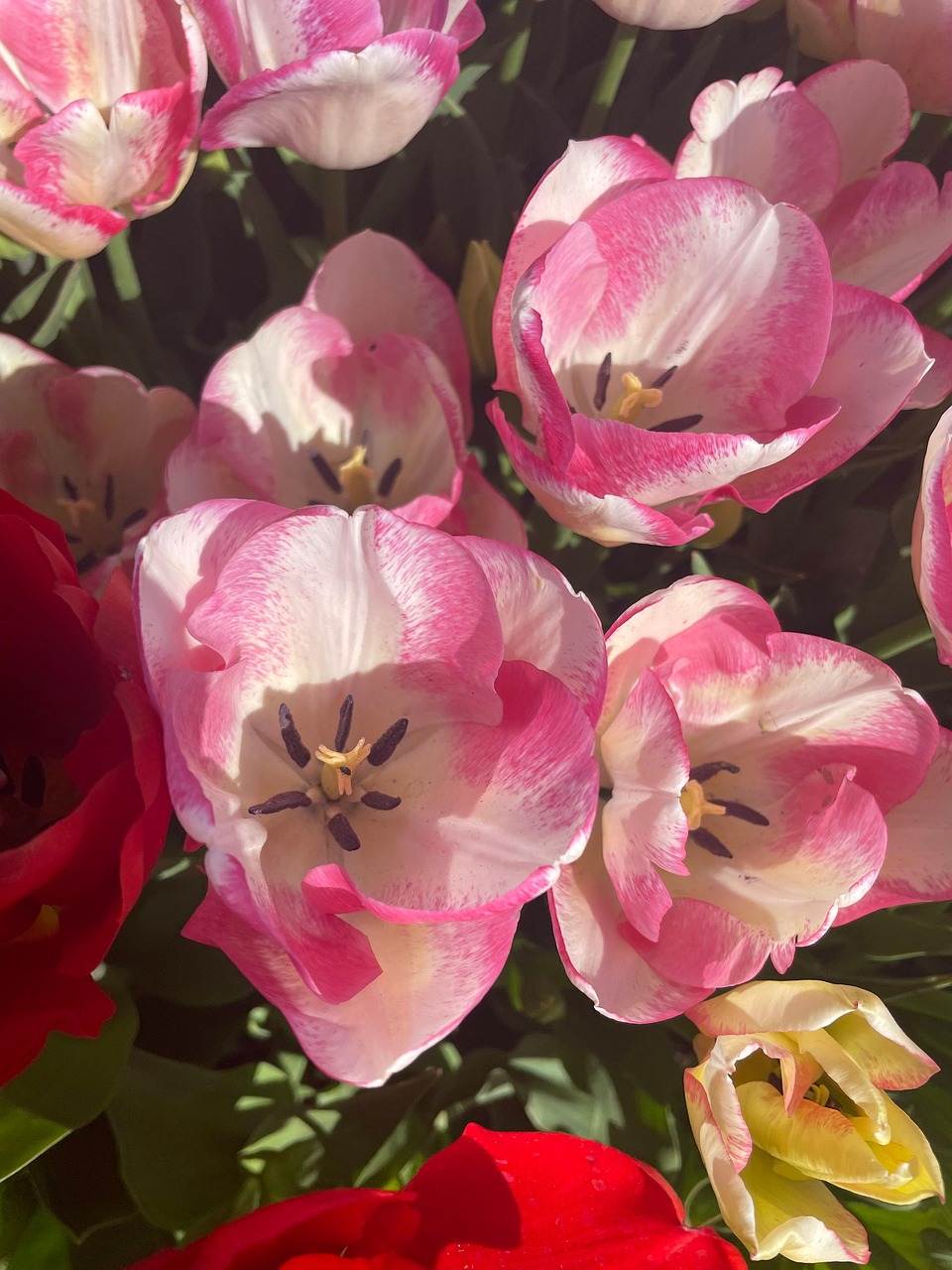Bouquet De Tulipes Roses - Photo gratuite sur Pixabay - Pixabay