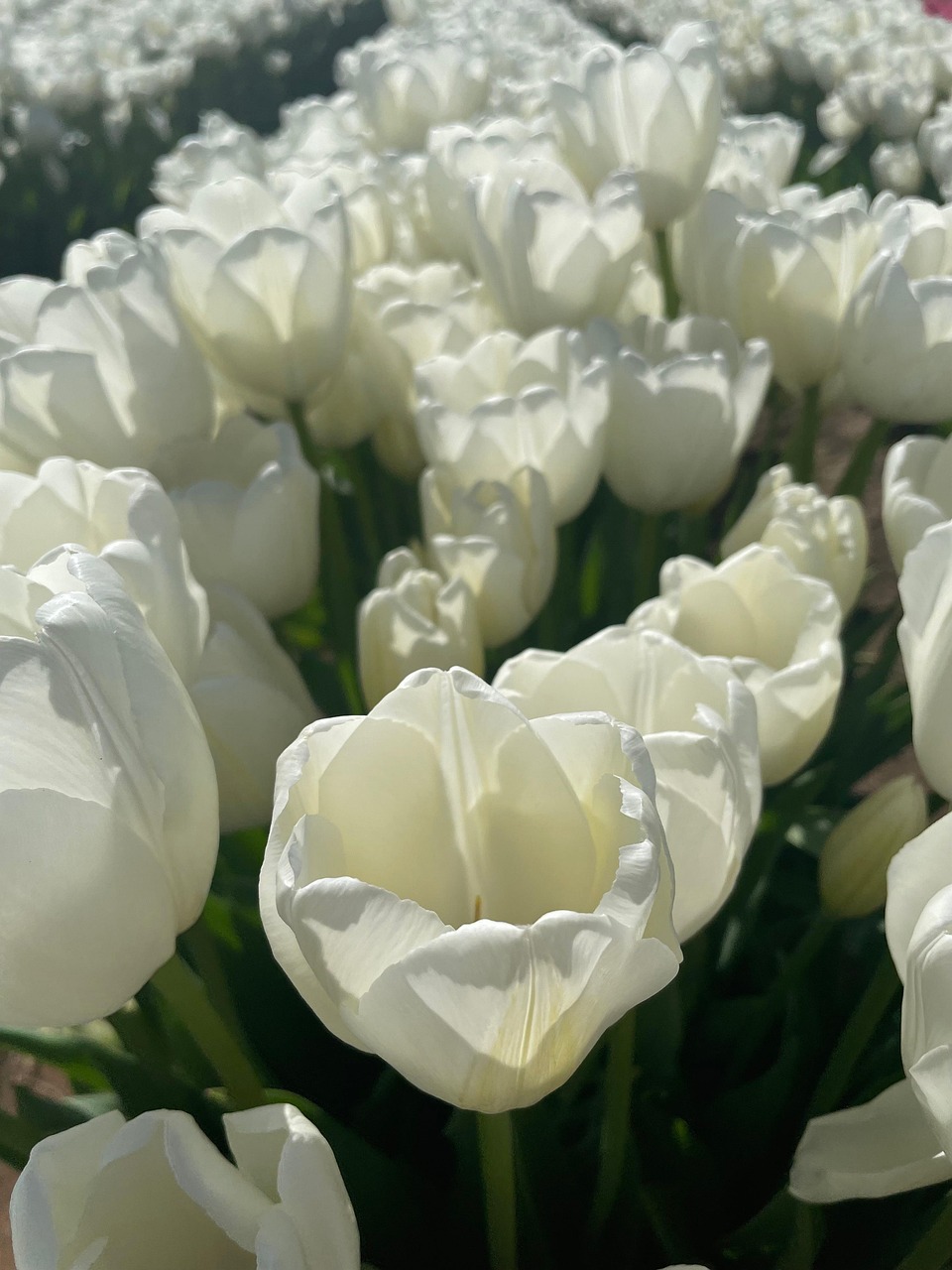 Flores Tulipanes Campo - Foto gratis en Pixabay - Pixabay