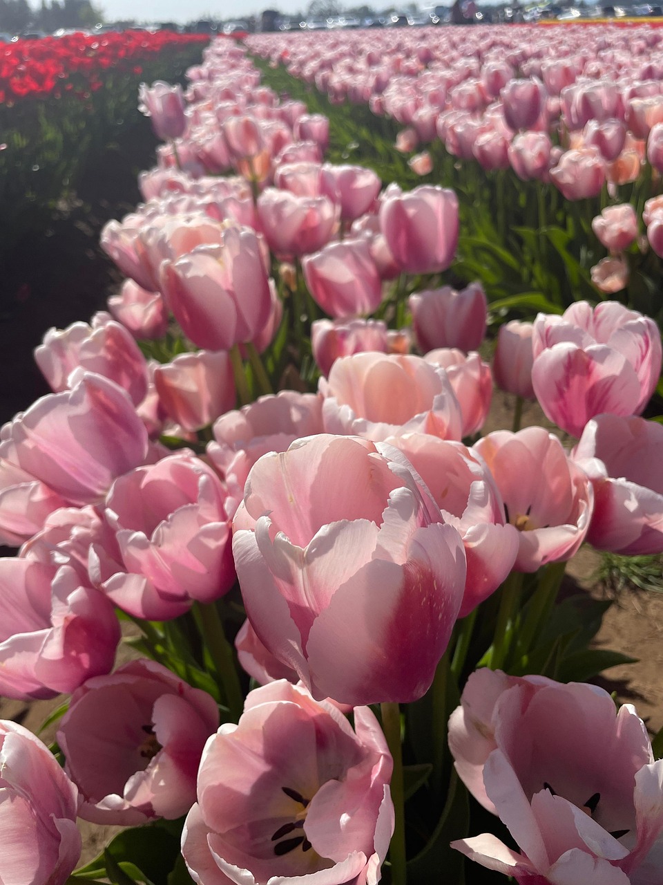 Deretan Tulip Merah Muda Di - Foto gratis di Pixabay - Pixabay