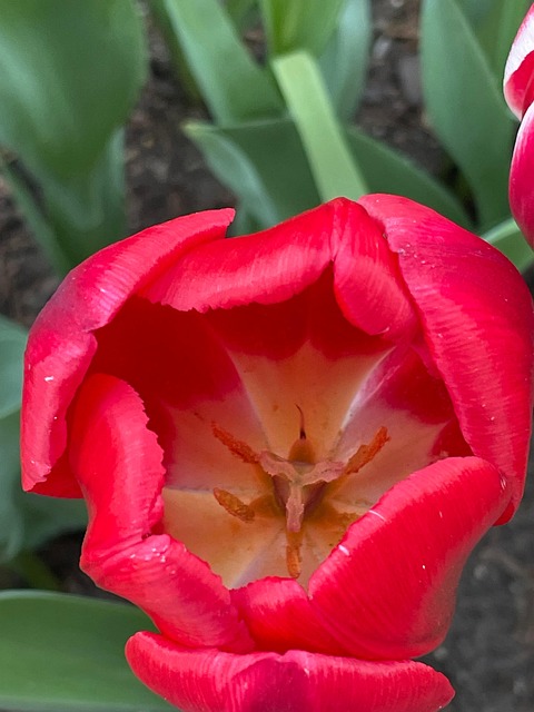 Tulip Tunggal Pink Bunga Foto Gratis Di Pixabay Pixabay