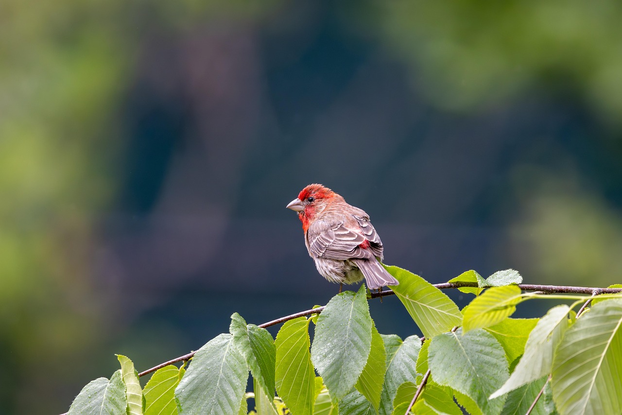 Bird House Finch Wildlife - Free photo on Pixabay - Pixabay