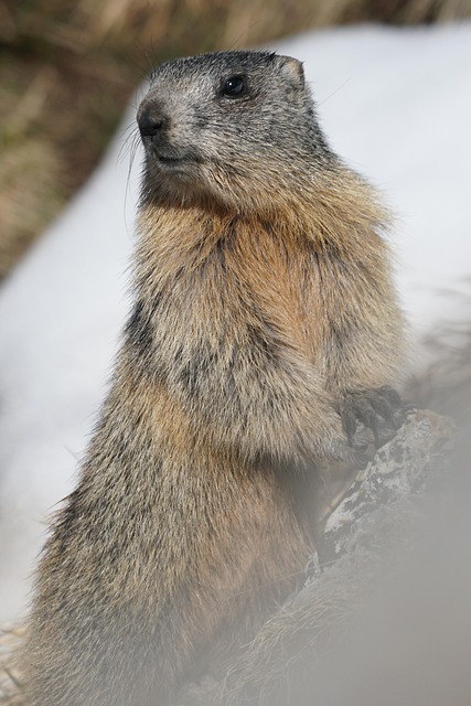 Marmot Animal Young - Free photo on Pixabay - Pixabay