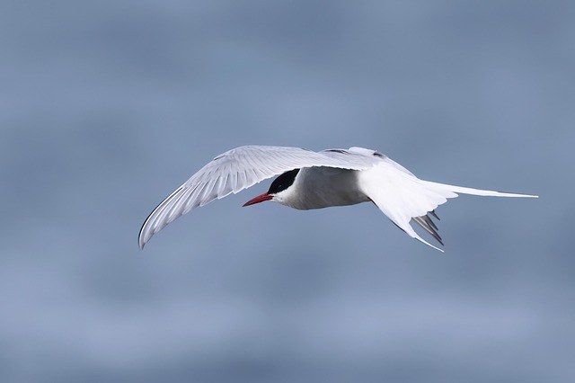 Bird Tern Arctic - Free photo on Pixabay - Pixabay