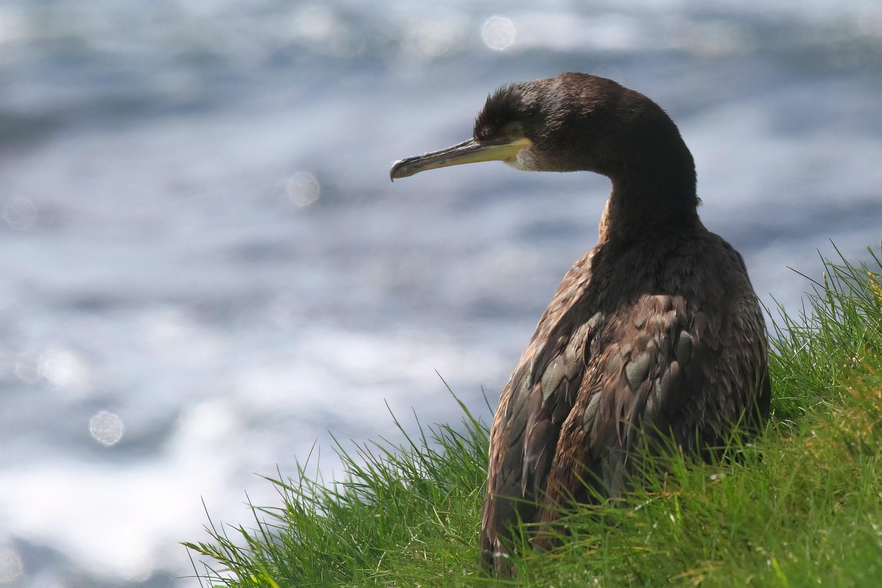 Bird Shag Seabird - Free photo on Pixabay