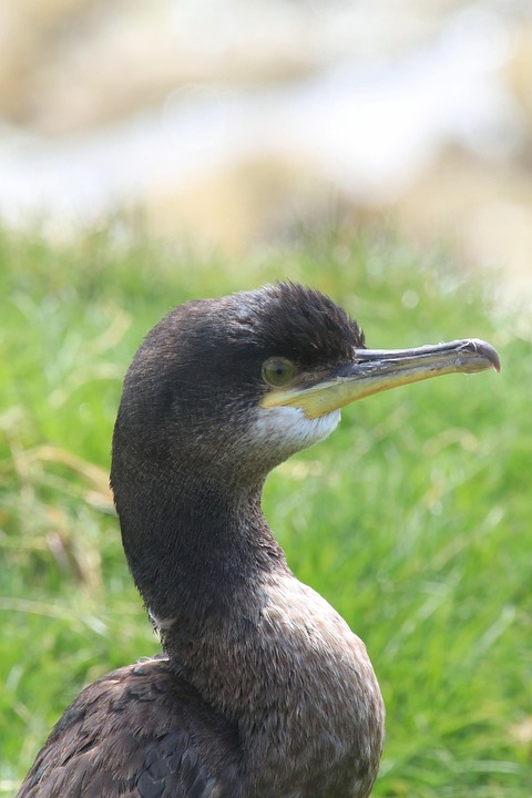 Bird Shag Seabird - Free photo on Pixabay - Pixabay