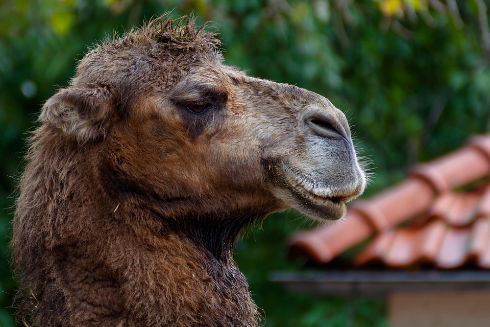 Animal Camello Mamífero - Foto gratis en Pixabay - Pixabay