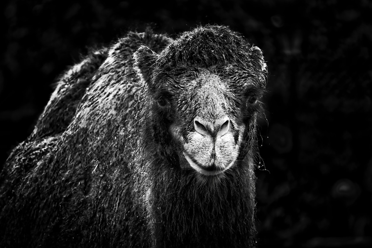 200,000+ Free Black White Camel & Camel Images - Pixabay