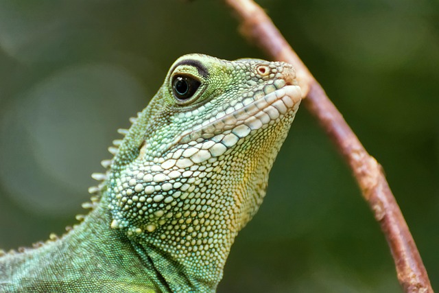 Reptil Kadal Jenis - Foto gratis di Pixabay - Pixabay