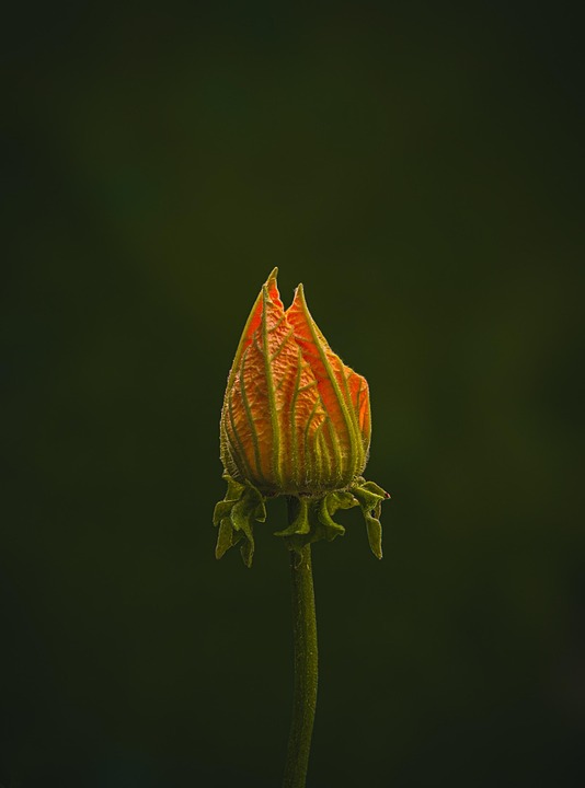 Flower Bud Growth - Free photo on Pixabay - Pixabay