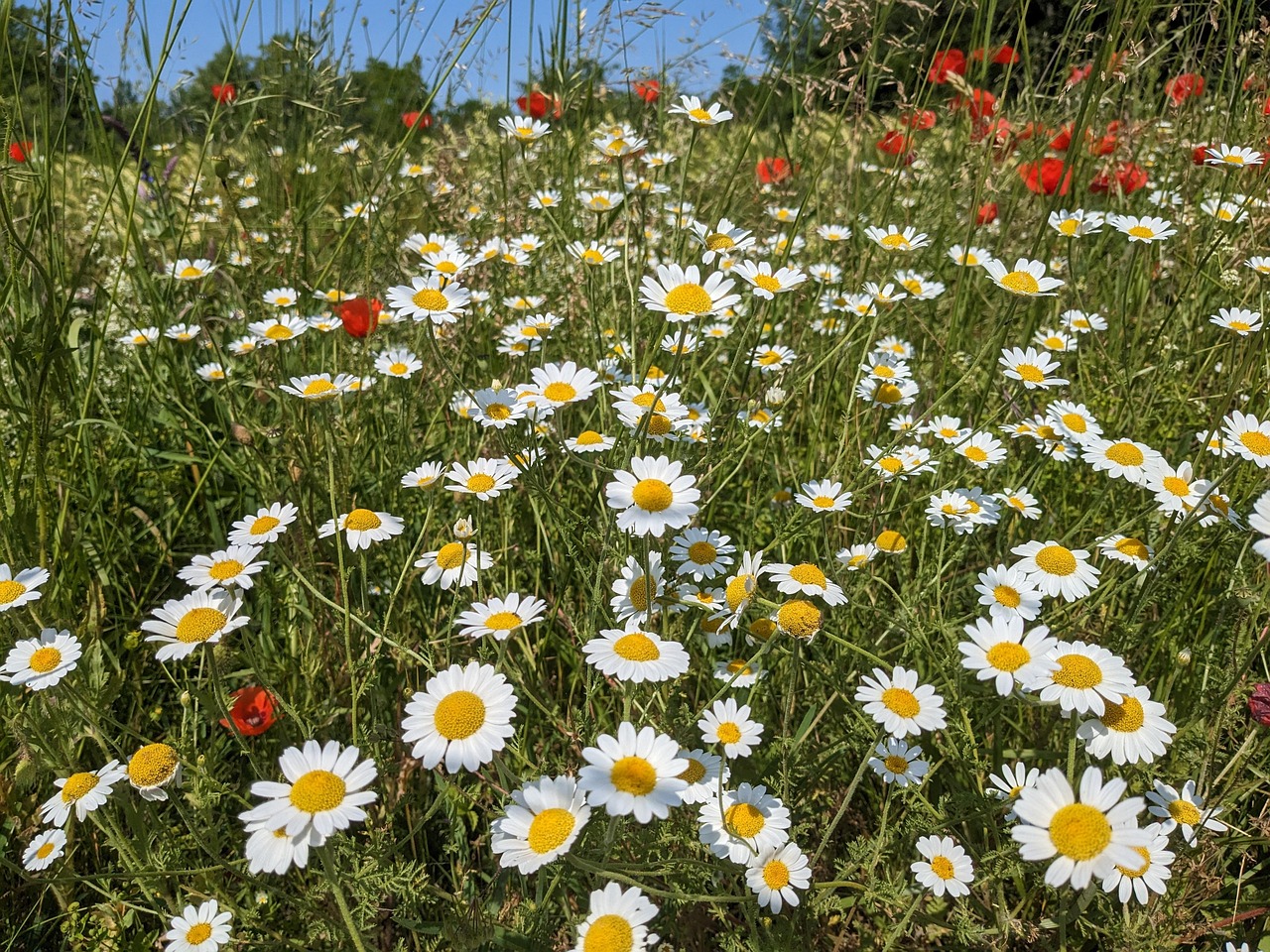 Marguerites Fleurs Blanches Nature - Photo gratuite sur Pixabay - Pixabay