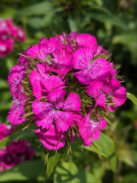 Pinke Blumen Blüte Natur - Kostenloses Foto auf Pixabay - Pixabay