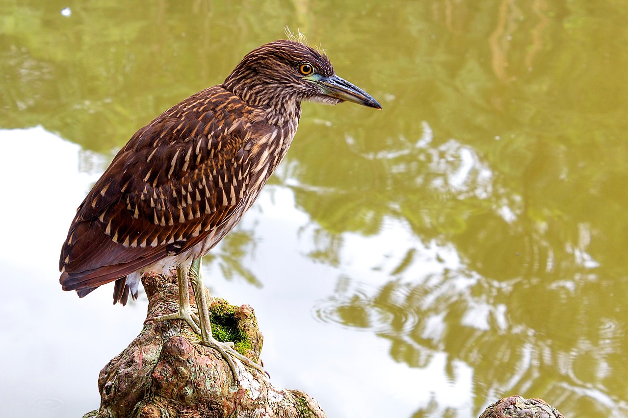 Oiseau Nature Lac - Photo gratuite sur Pixabay - Pixabay